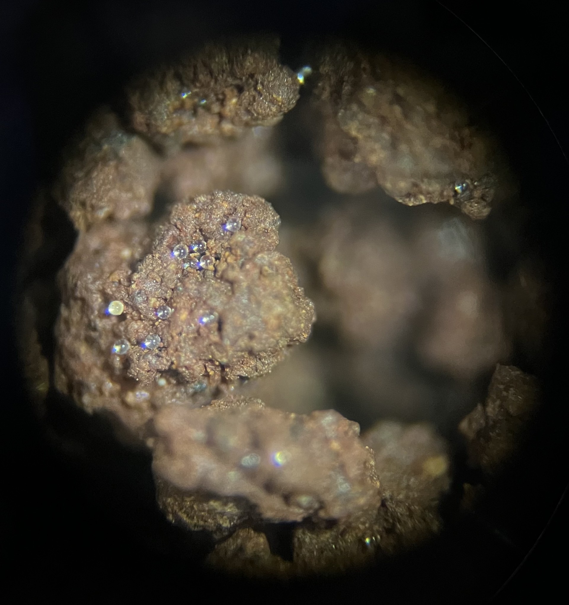 Assessing microplastic toxicity in soil using springtails